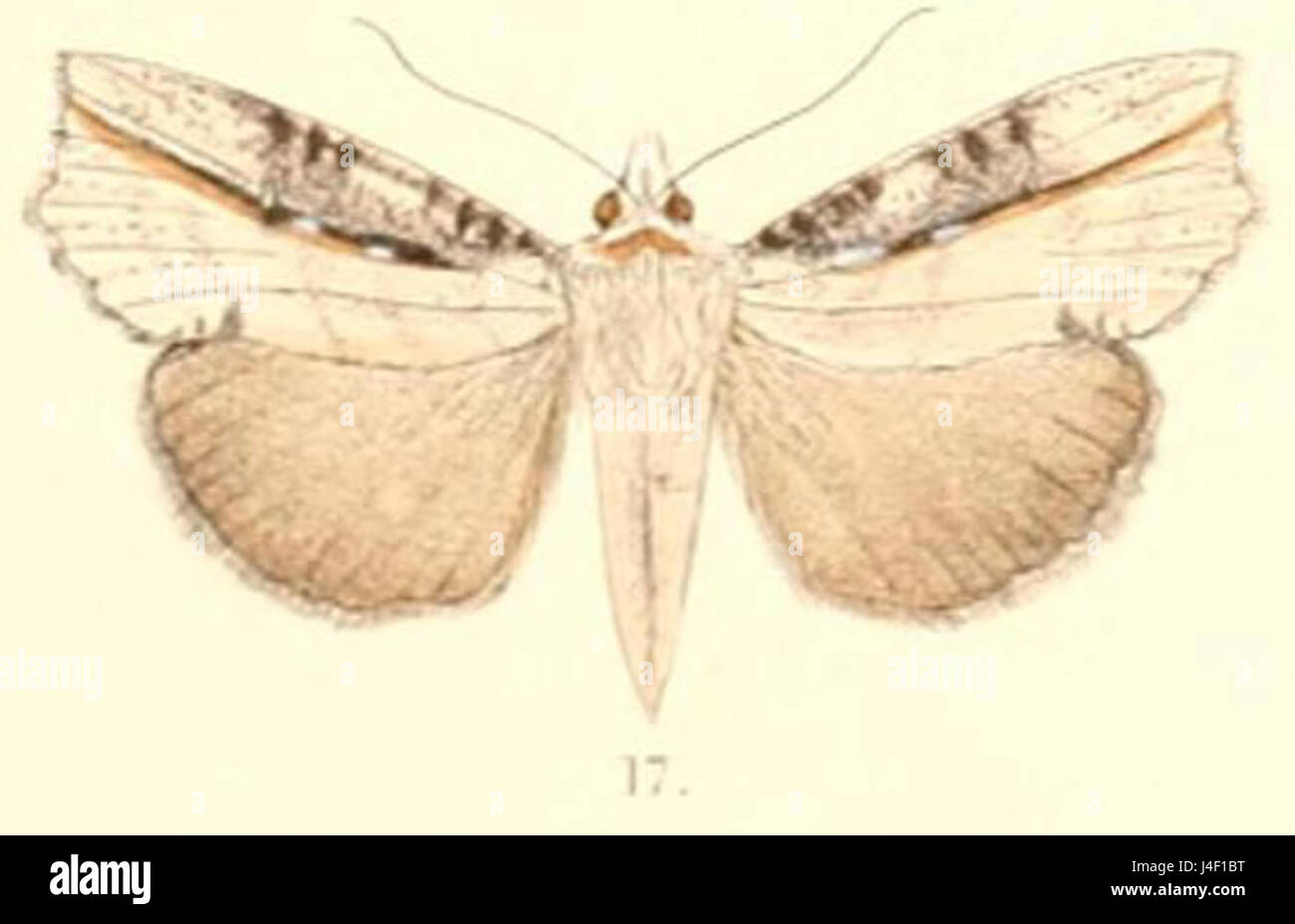 This illustration depicts Cephena costata, a species identified by ...