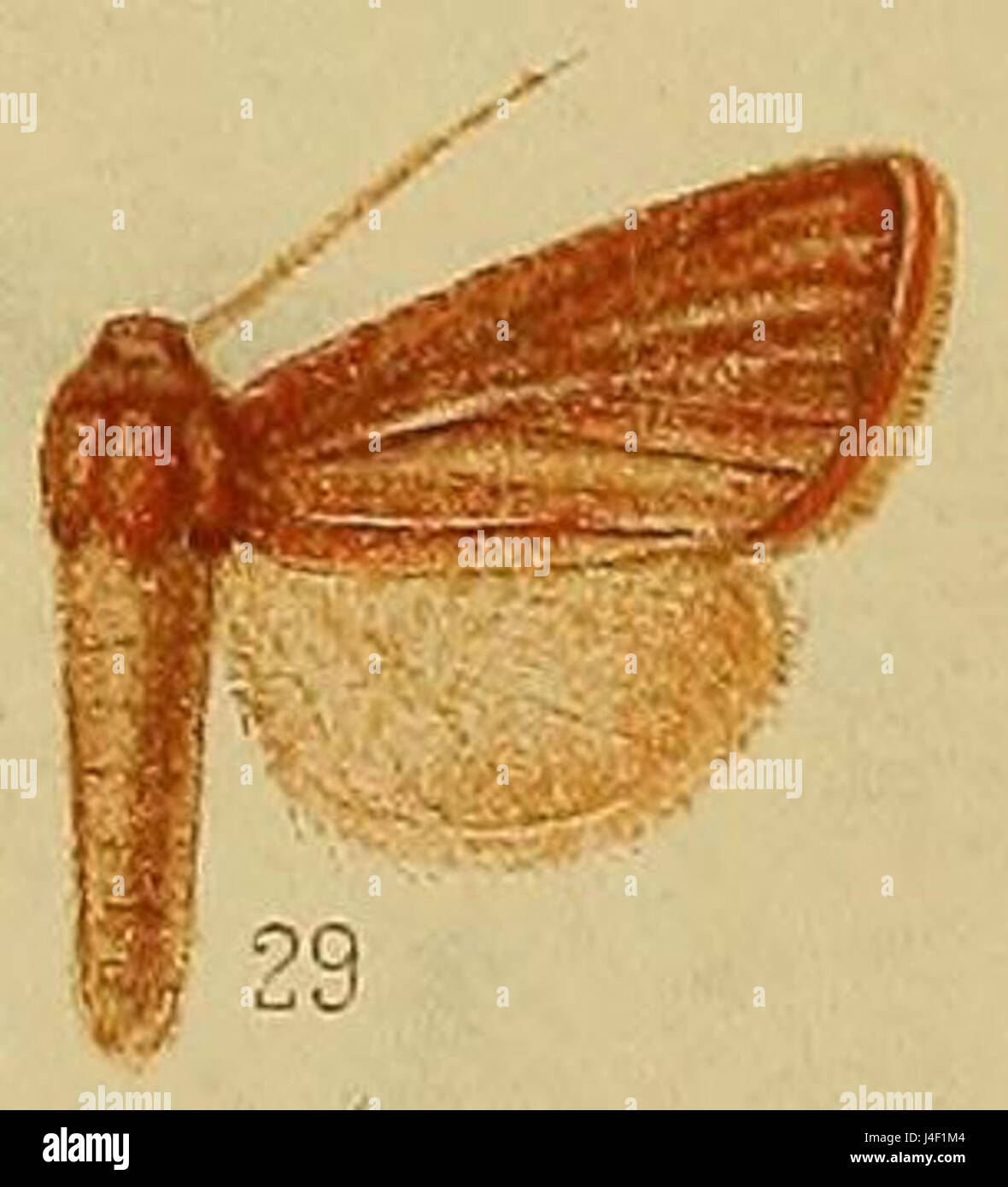 Plate 36, Figure 29 from Hampson's 1910 work features Timora daphoena ...