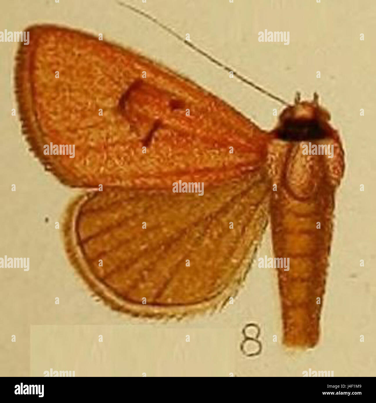 This illustration, featured in Plate 37 of Hampson's work from 1910 ...