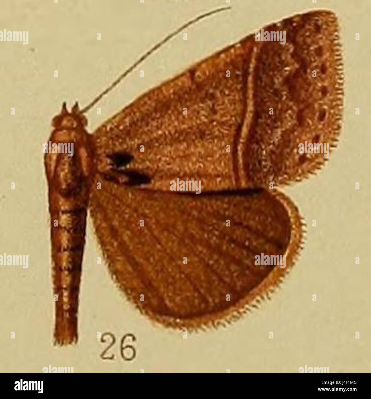 Pl.37 fig.26 Plecoptera trichophora Hampson 1910 Stock Photo - Alamy