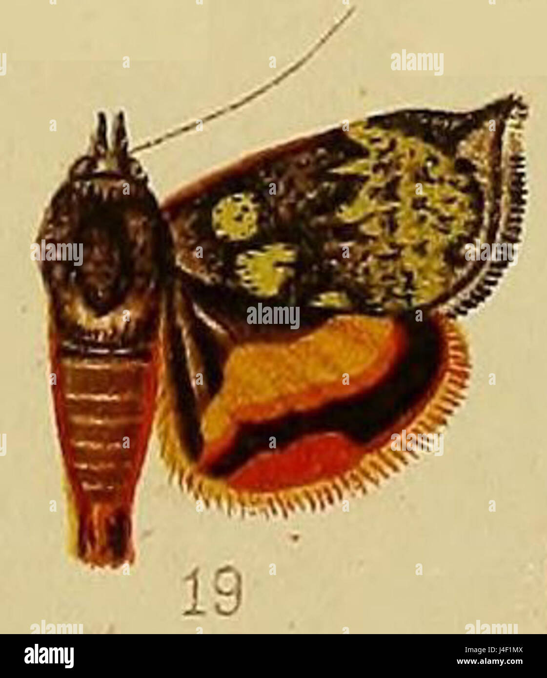 Pl.38, Plate 19, shows the moth species Hyblaea flavipicta, as ...