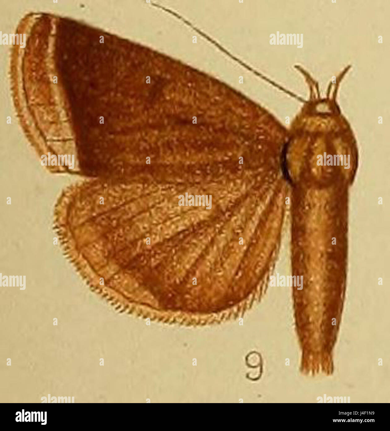 Pl.38 09 Simplicia pachycera Hampson 1910 Stock Photo - Alamy