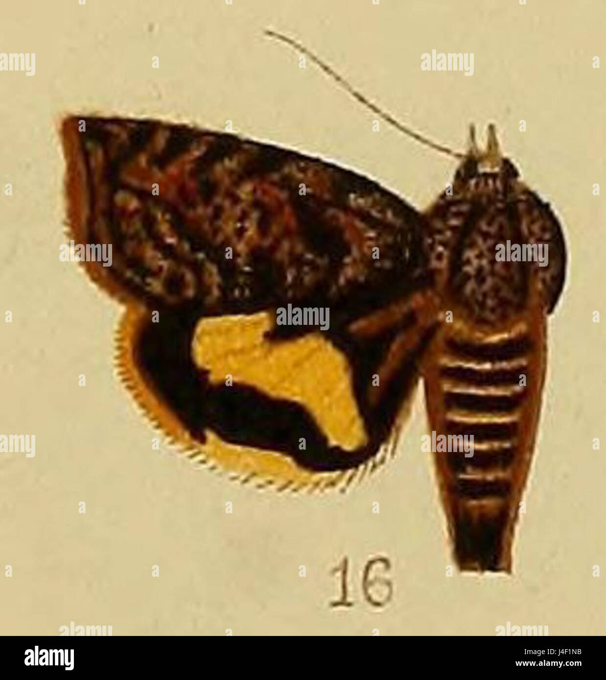 Flavifasciata hi-res stock photography and images - Alamy