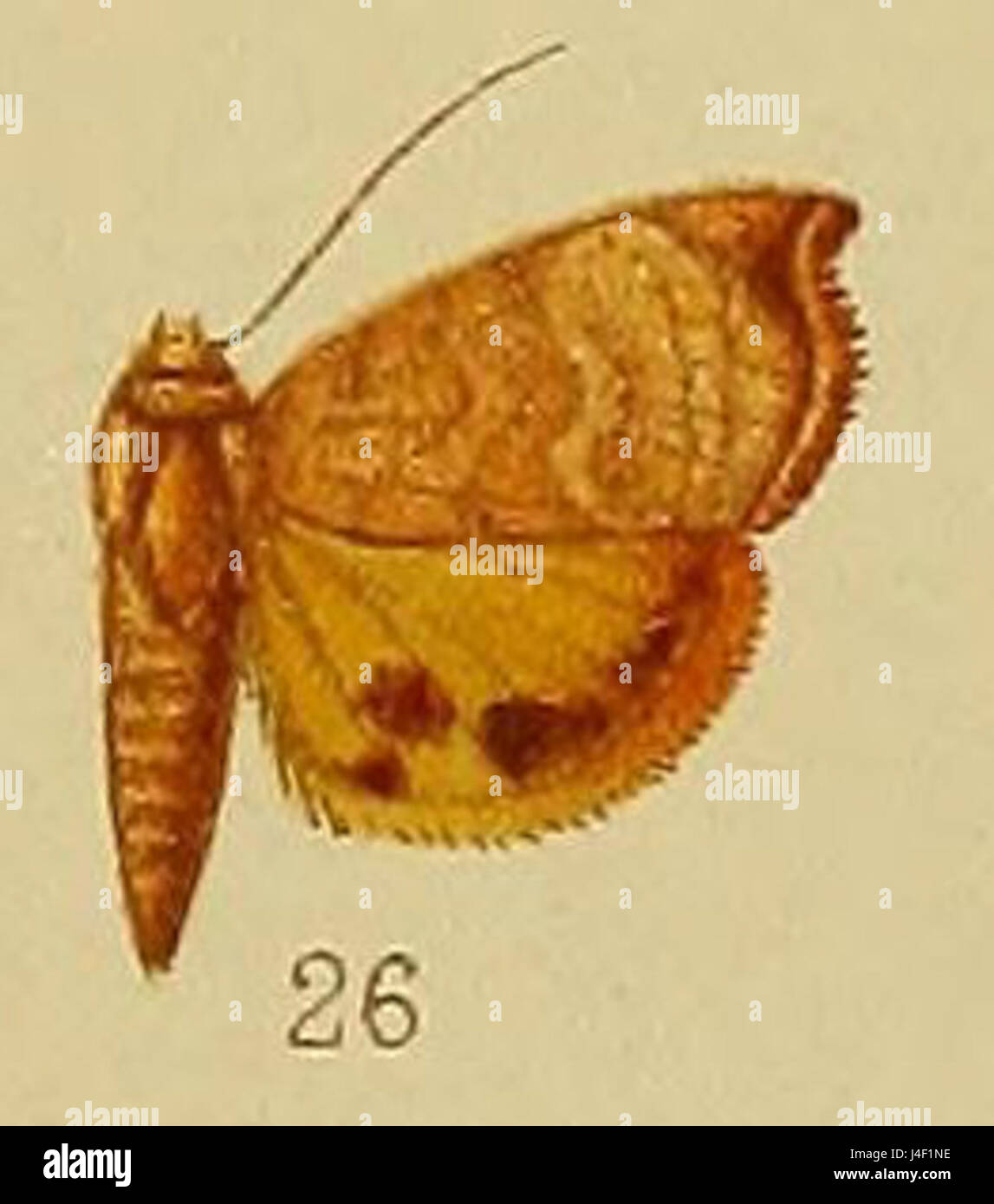 Xanthia hi-res stock photography and images - Alamy