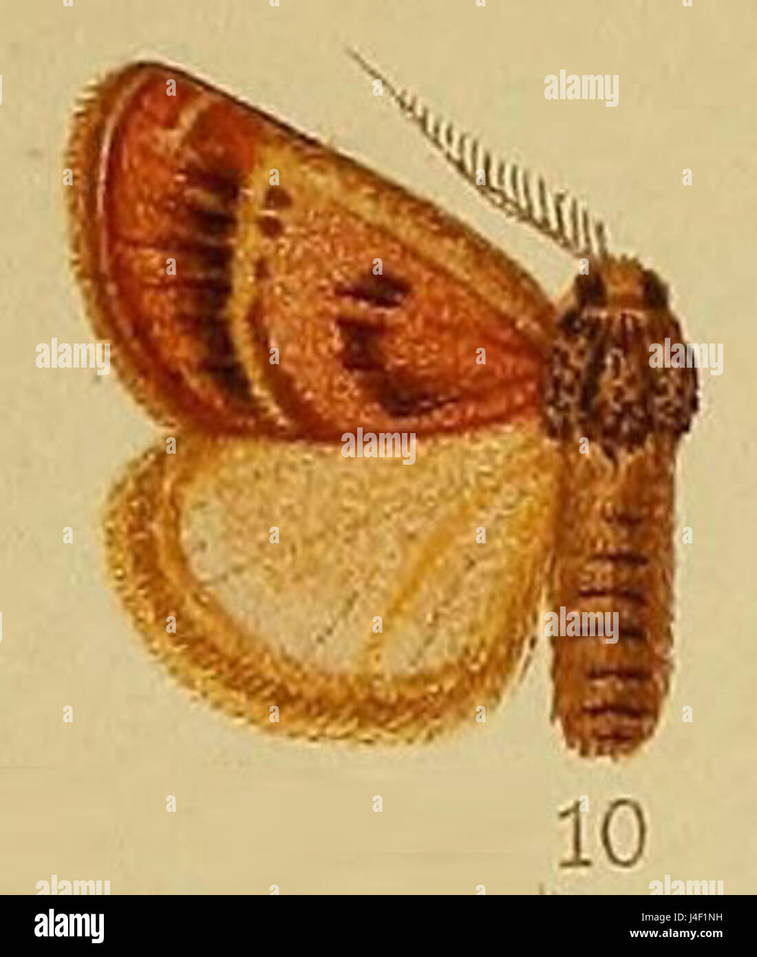Pl.39 fig.10 Susica pyrocausta Hampson 1910 Stock Photo - Alamy