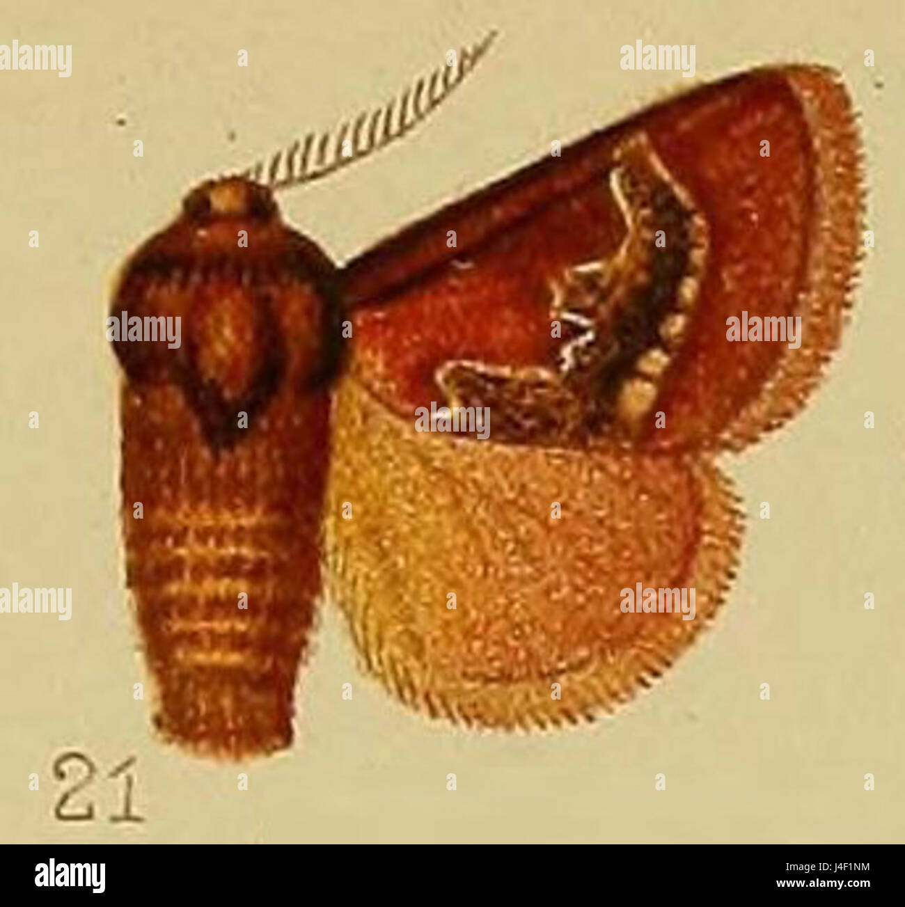 21 39 hi-res stock photography and images - Alamy