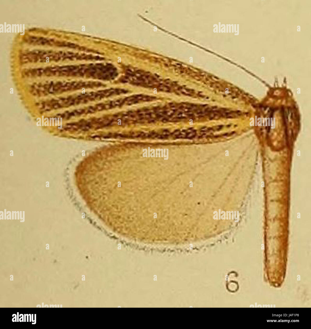 An illustration of the moth species Charltona plurivittalis, as ...