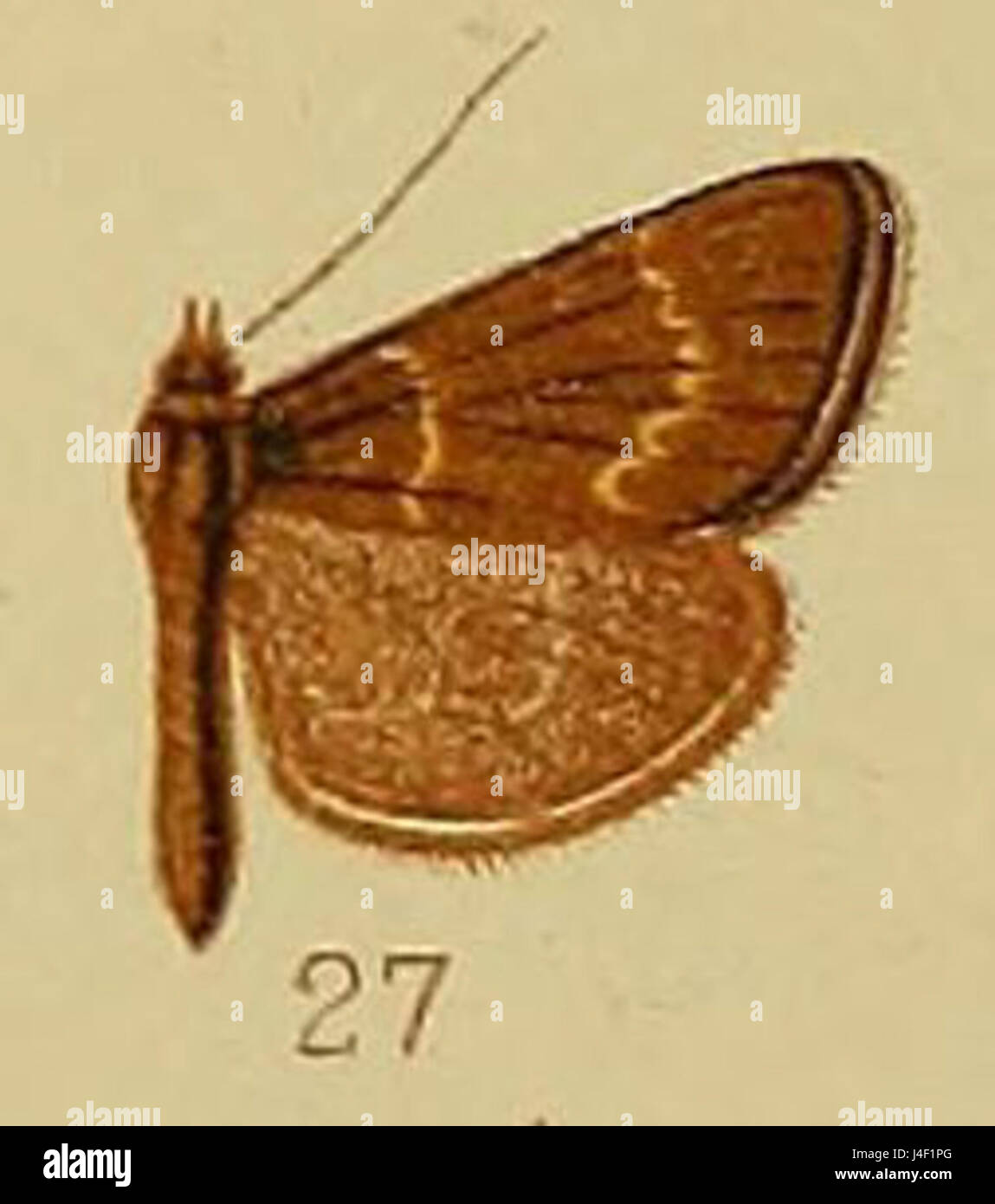 Bostra Stock Photos & Bostra Stock Images - Alamy