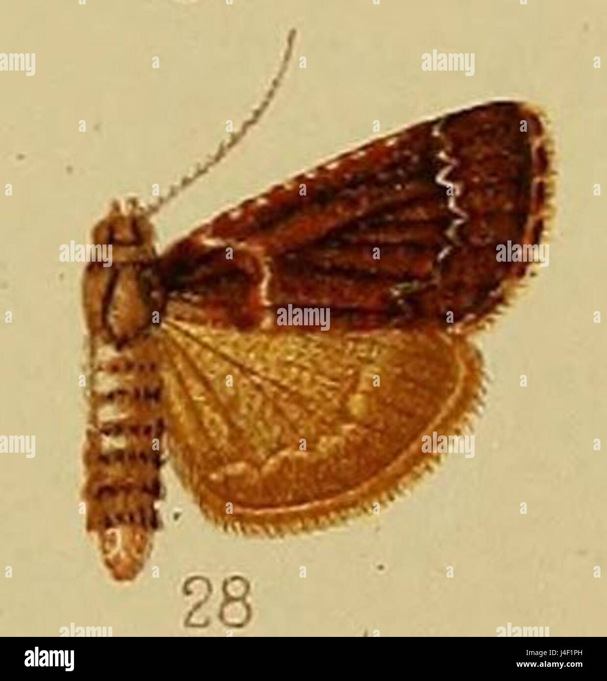 Bostra hi-res stock photography and images - Alamy