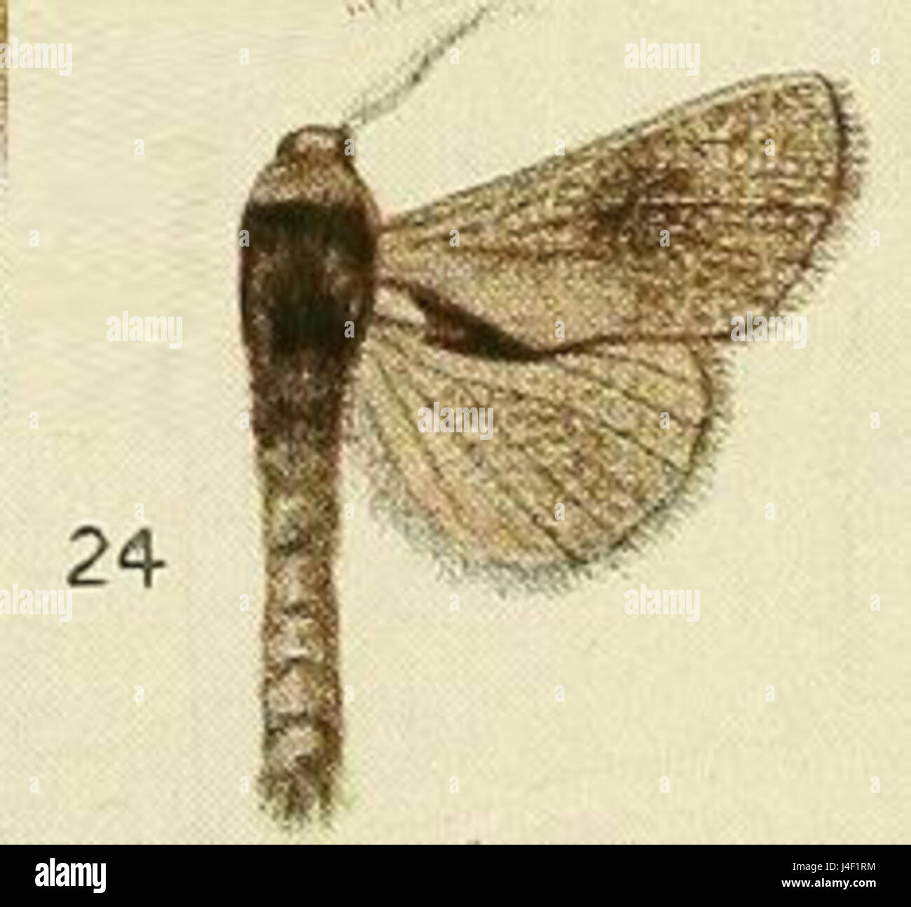 Lebedodes naevius is a species of moth first described by Fawcett in ...