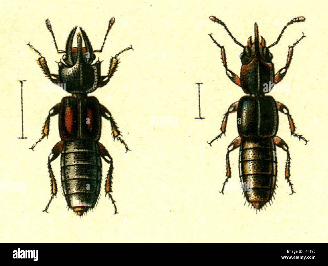 Bledius furcatus and Bledius unicornis are species of beetles known for ...