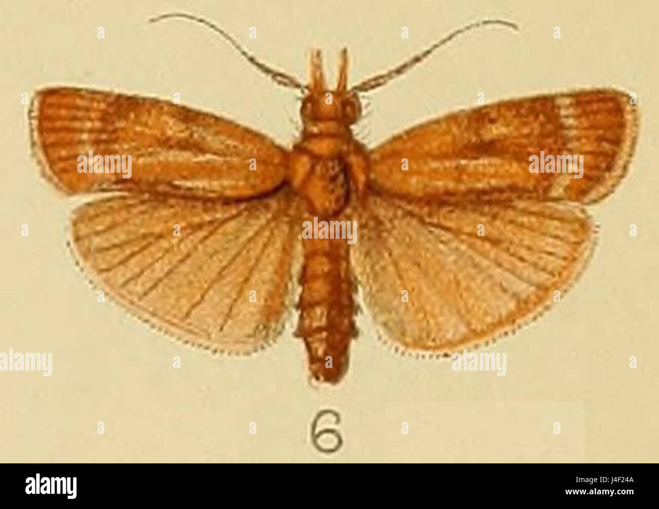 006 Phycita dinawa Kenrick 1907 Stock Photo - Alamy