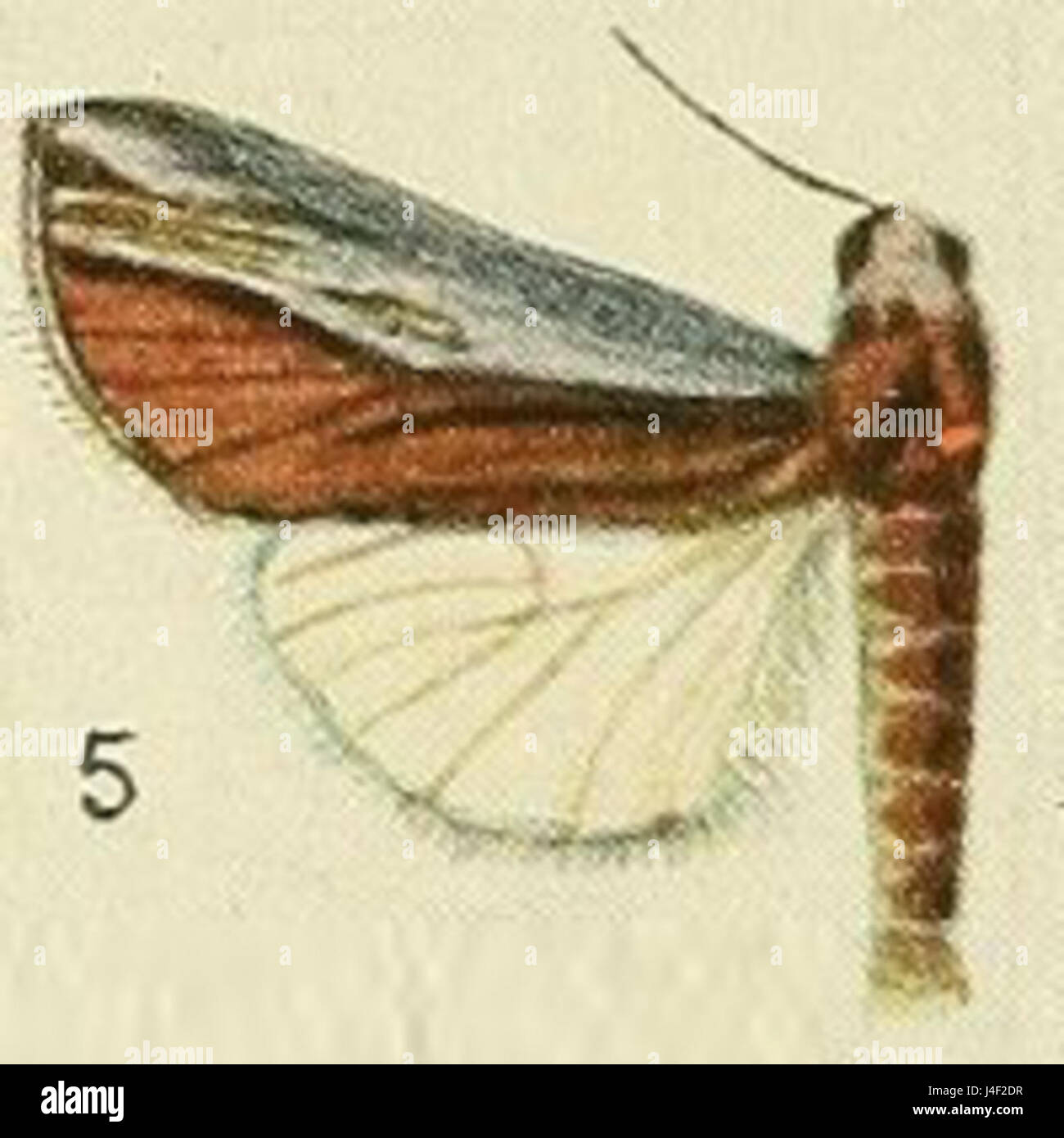 Poppaea sabina hi-res stock photography and images - Alamy