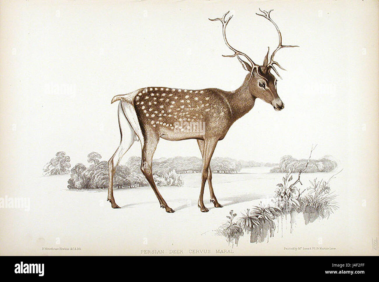 This illustration by Benjamin Waterhouse Hawkins depicts the Persian ...