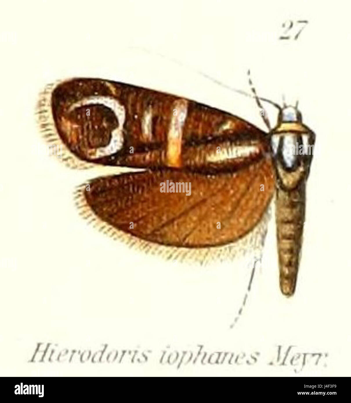 Pl.2 27 Hierodoris iophanes Meyrick 1912 Stock Photo - Alamy