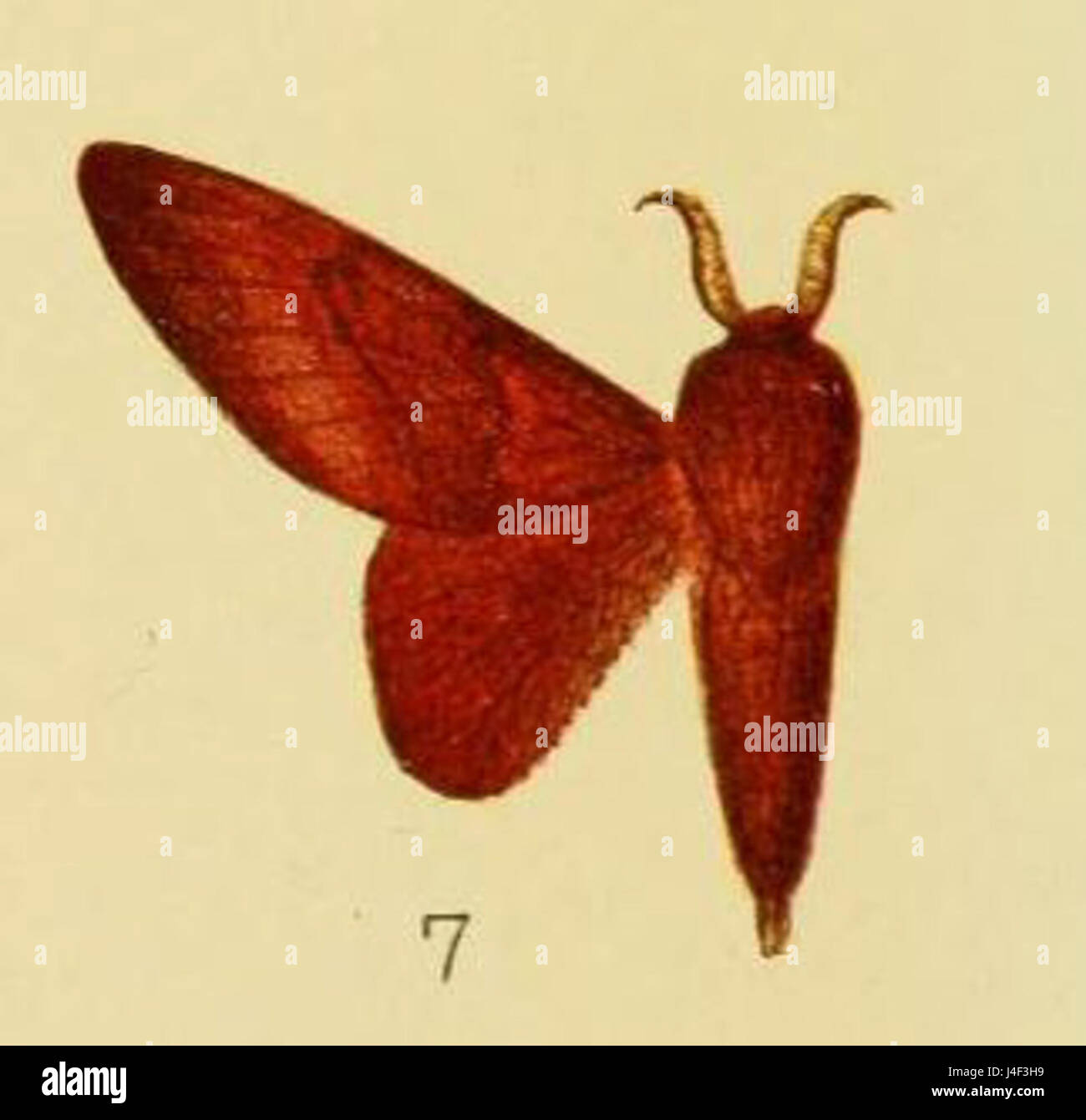 Pl.3 07 Pseudometa schultzei Aurivillius 1905 Stock Photo - Alamy