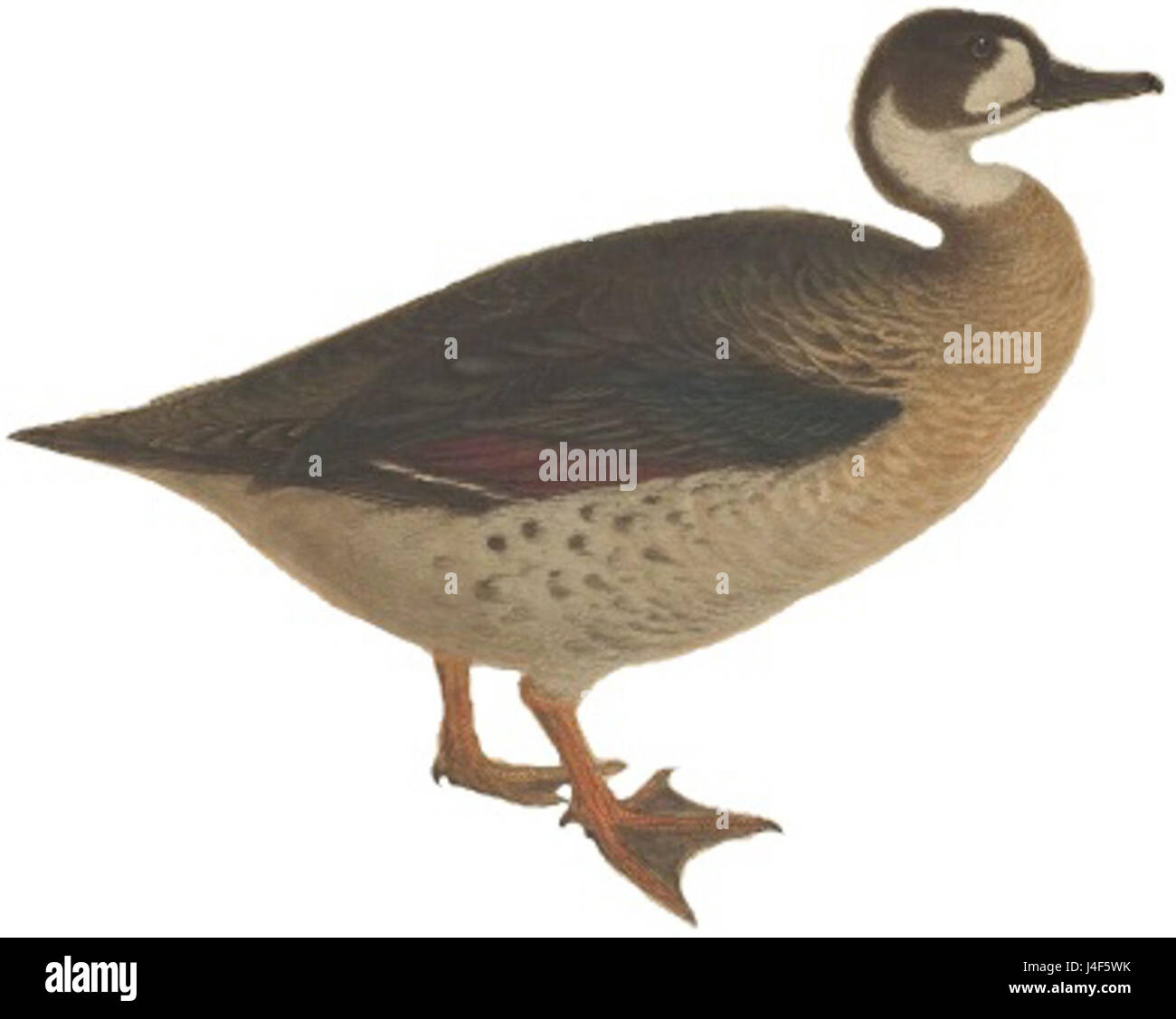 Houghton MS Typ 55.21 Edward Lear bronze winged duck flipped Stock ...