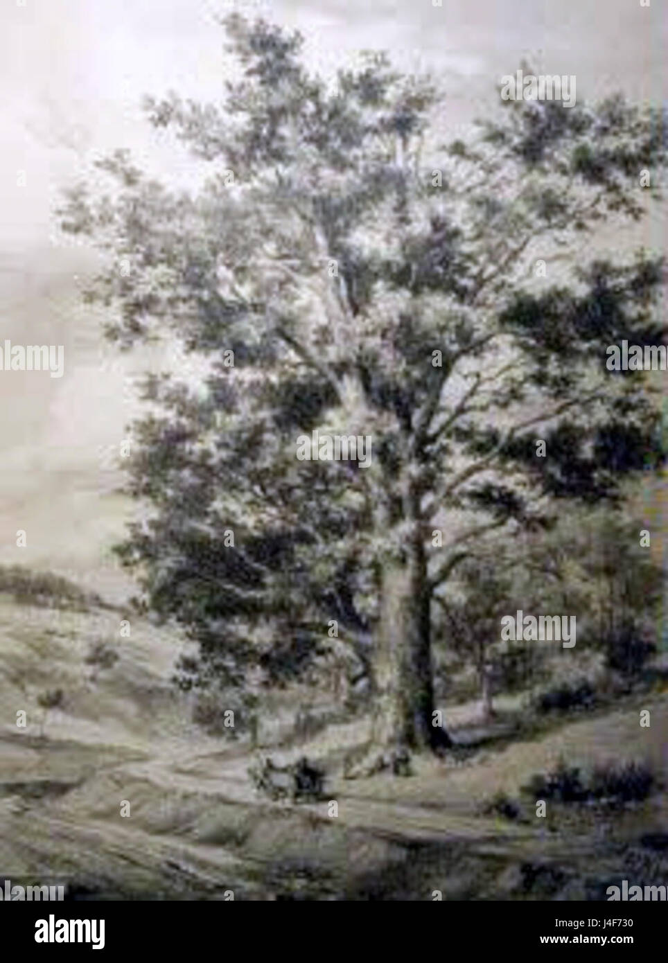 Oak tree identification hi-res stock photography and images - Alamy