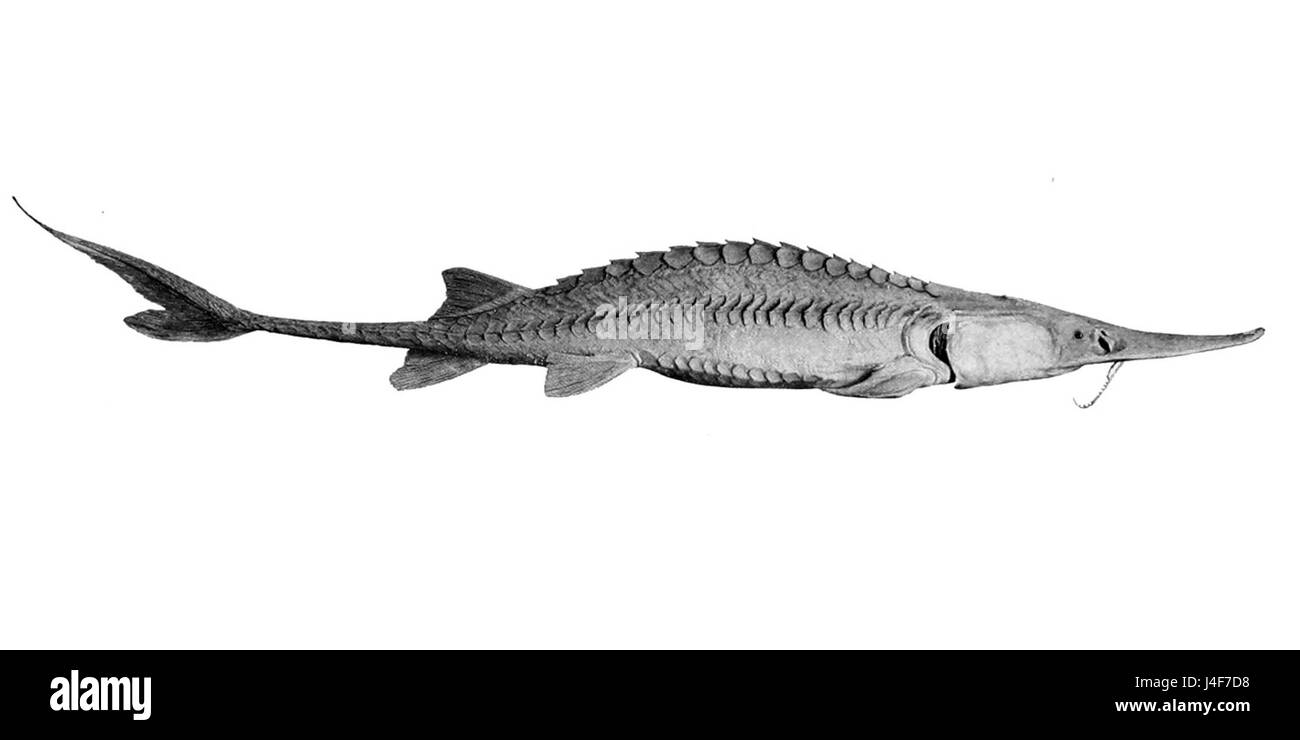 Scaphirhynchus albus mirrored Stock Photo - Alamy