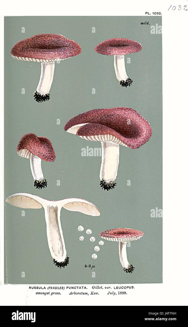Mushrooms distinctive shape hi-res stock photography and images - Alamy