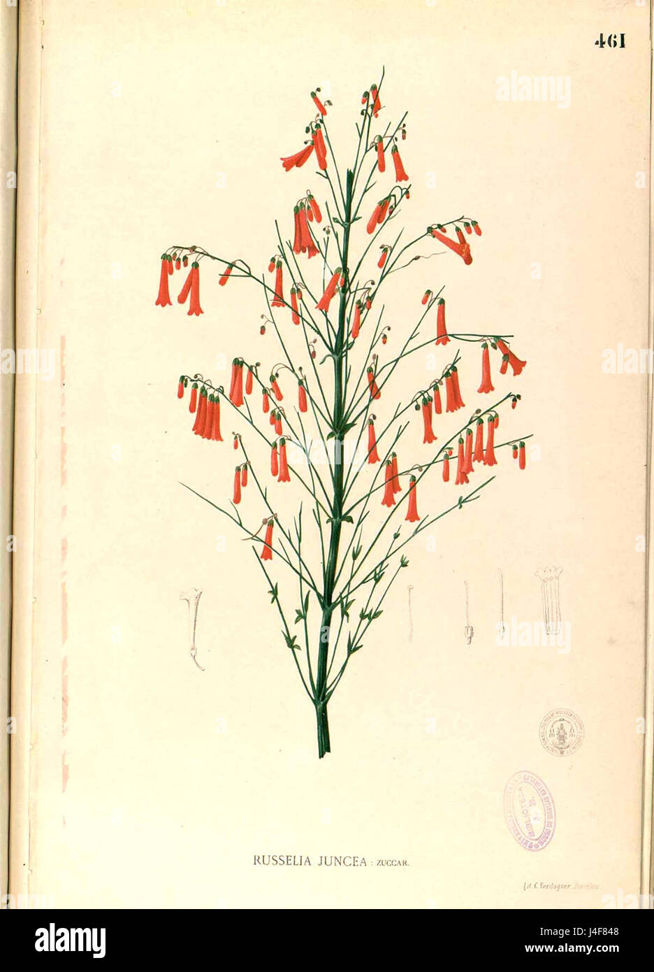 Firecracker flowers species flowering plant hi-res stock photography ...