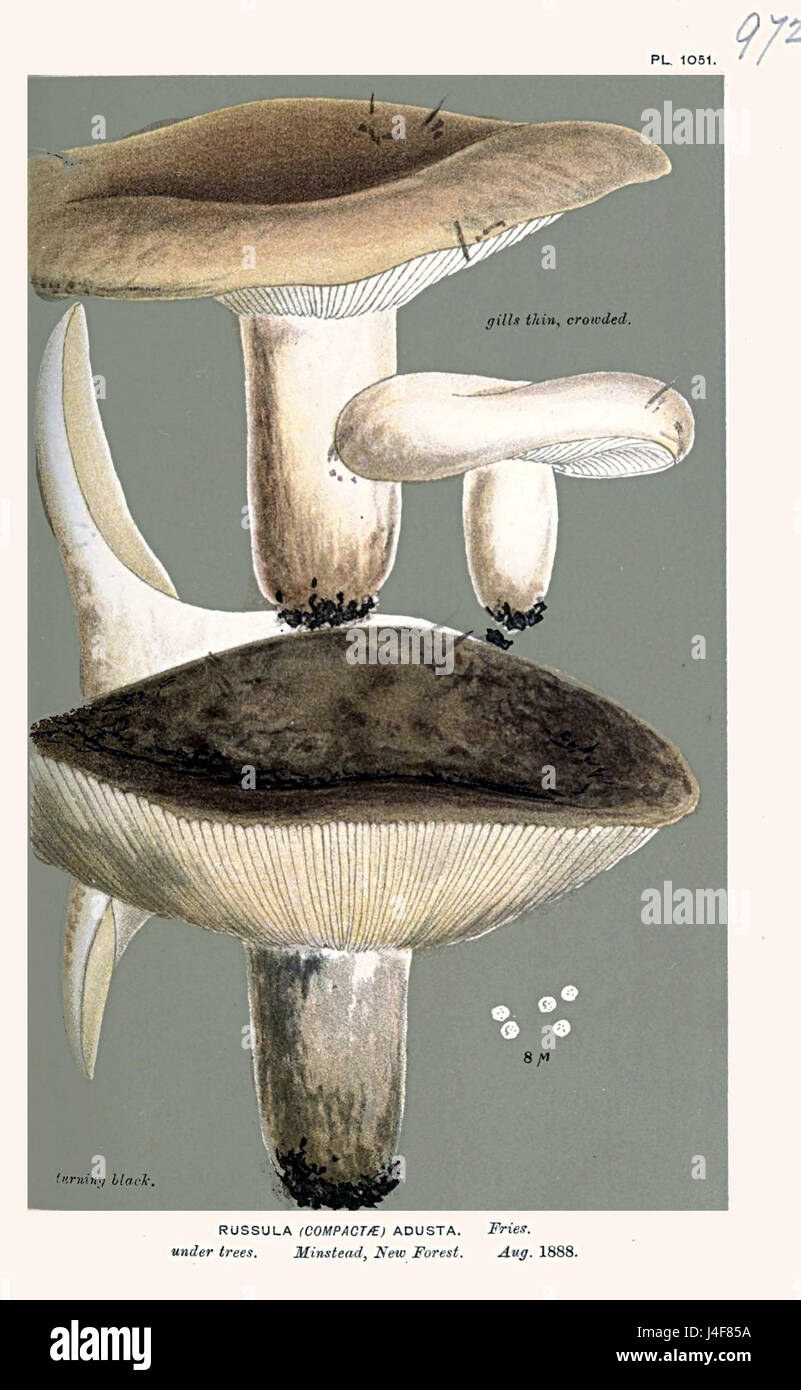 Mushrooms distinctive characteristics hi-res stock photography and ...