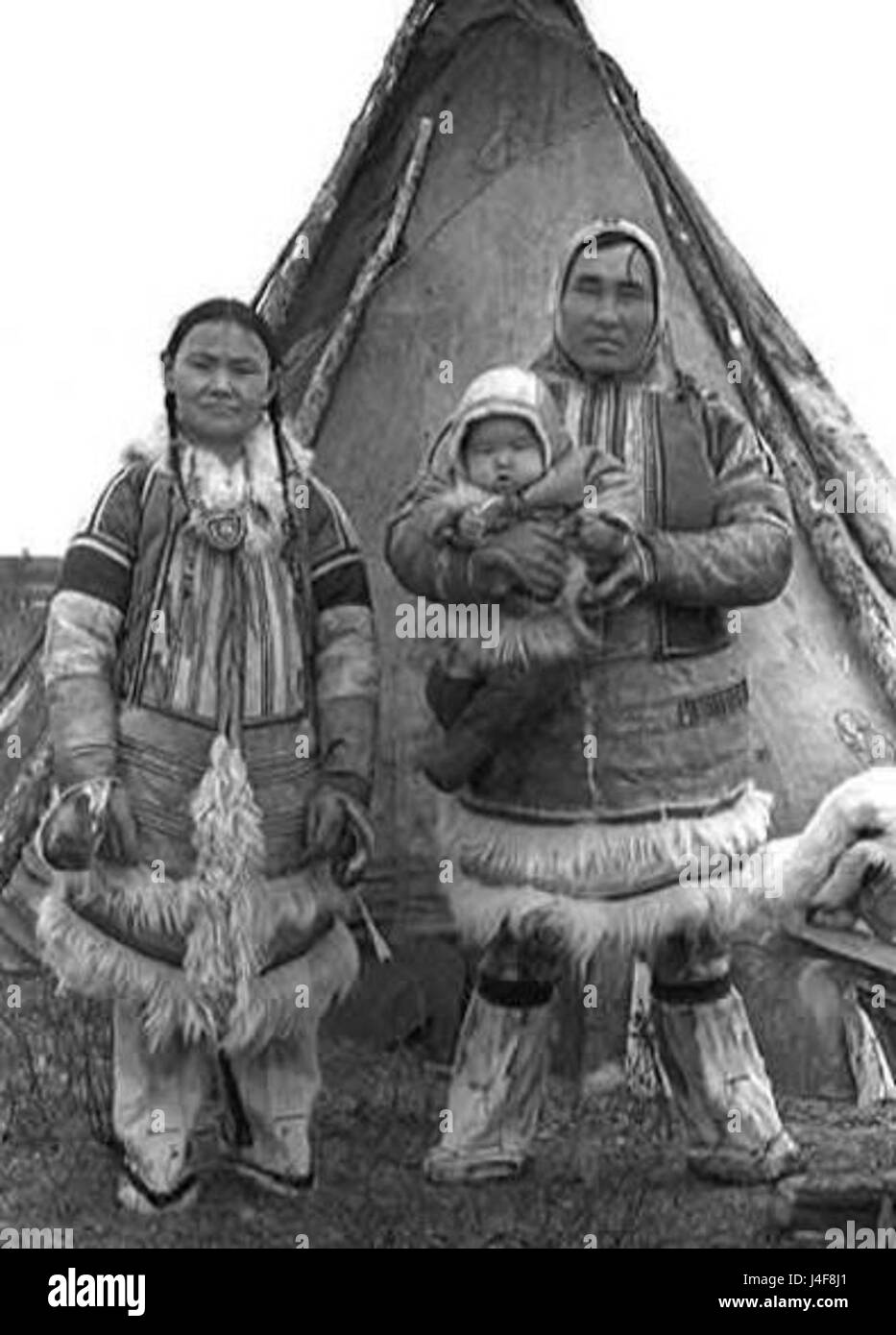 Samoyedic hi-res stock photography and images - Alamy