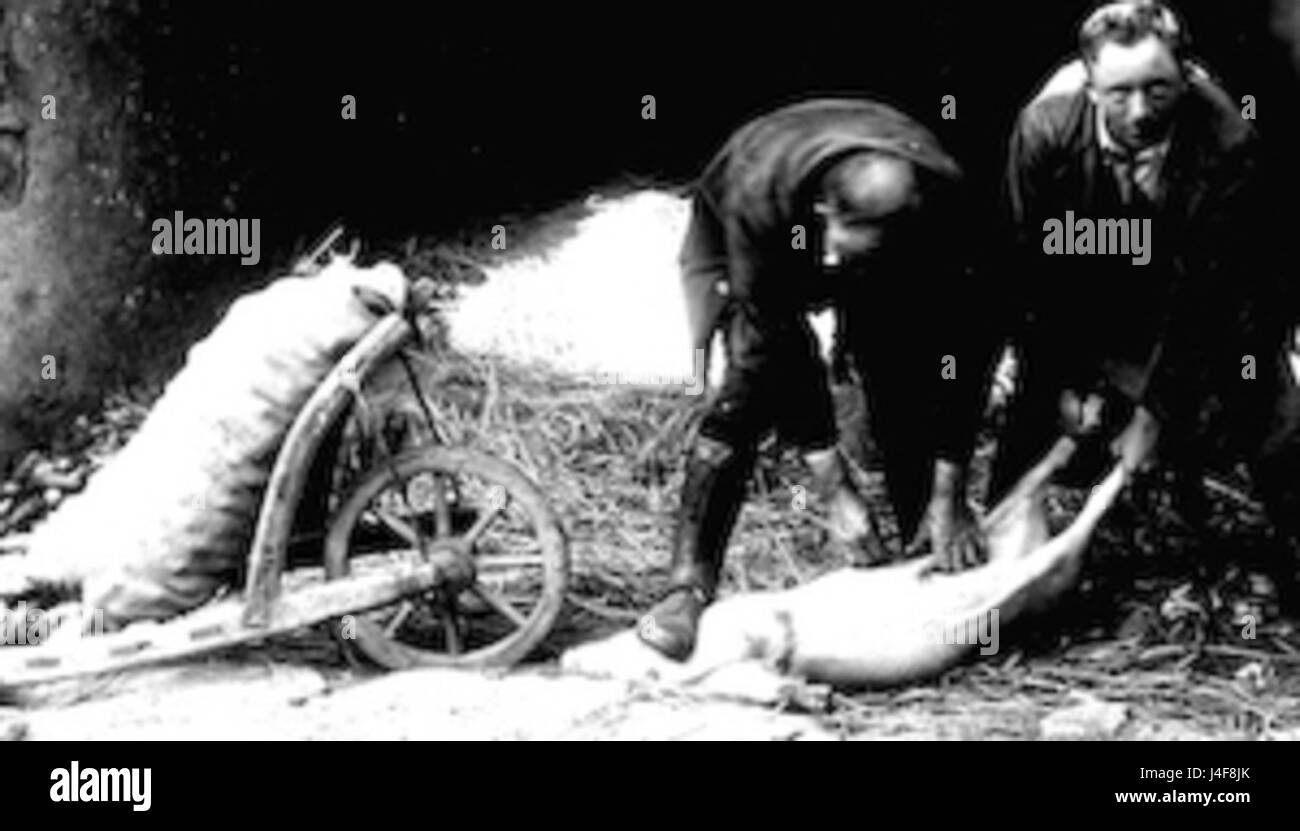 An image of a Sauschneider Schwein, a traditional German pig breed ...