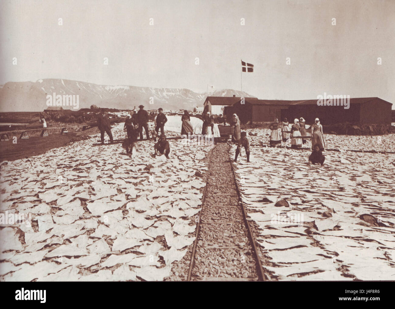 Saltfiskur, or salted fish, is a traditional food preservation method ...