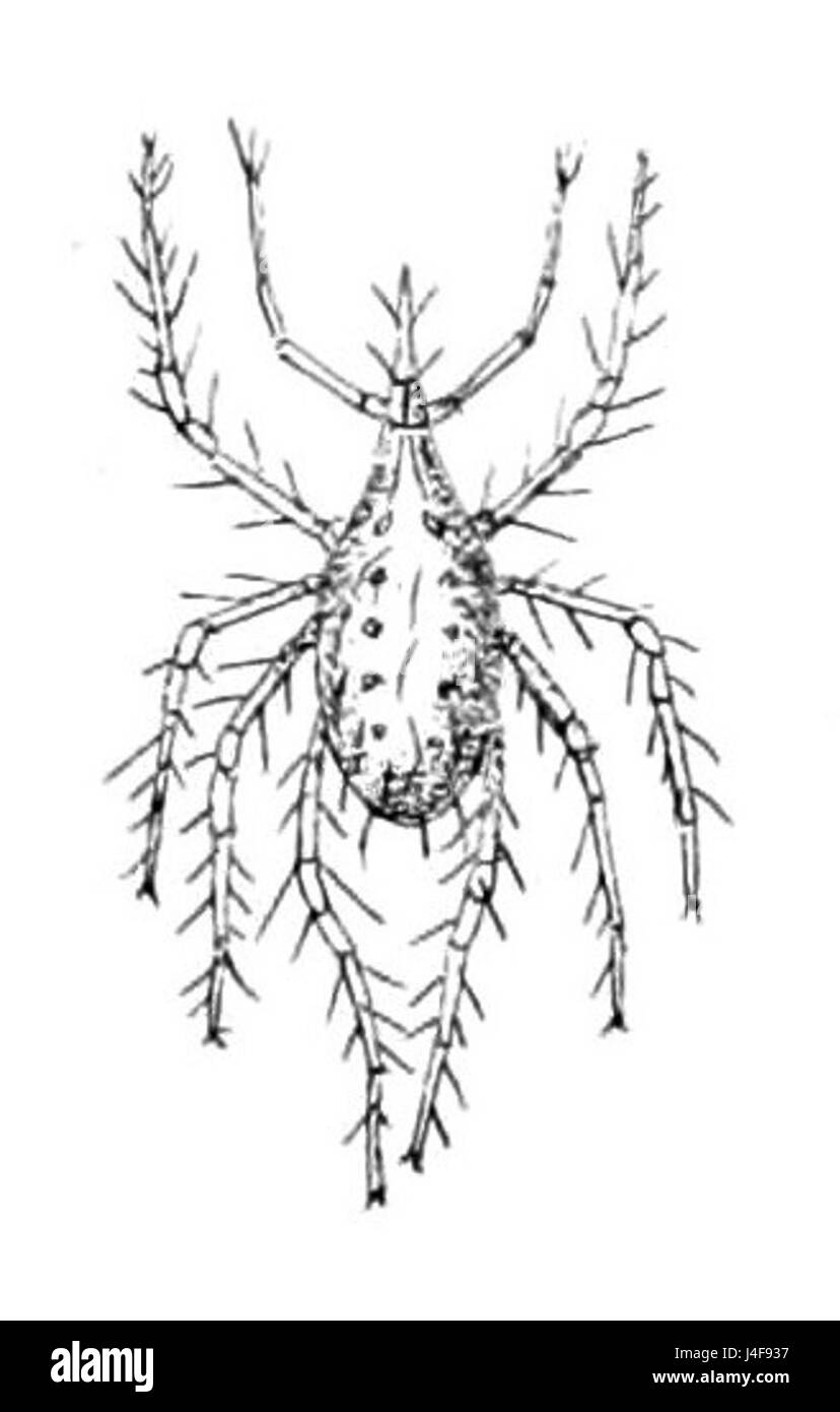 Image shows detailed illustration Black and White Stock Photos & Images ...