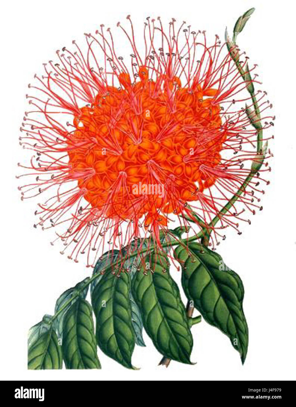 Trees flowering characteristics Cut Out Stock Images & Pictures - Alamy