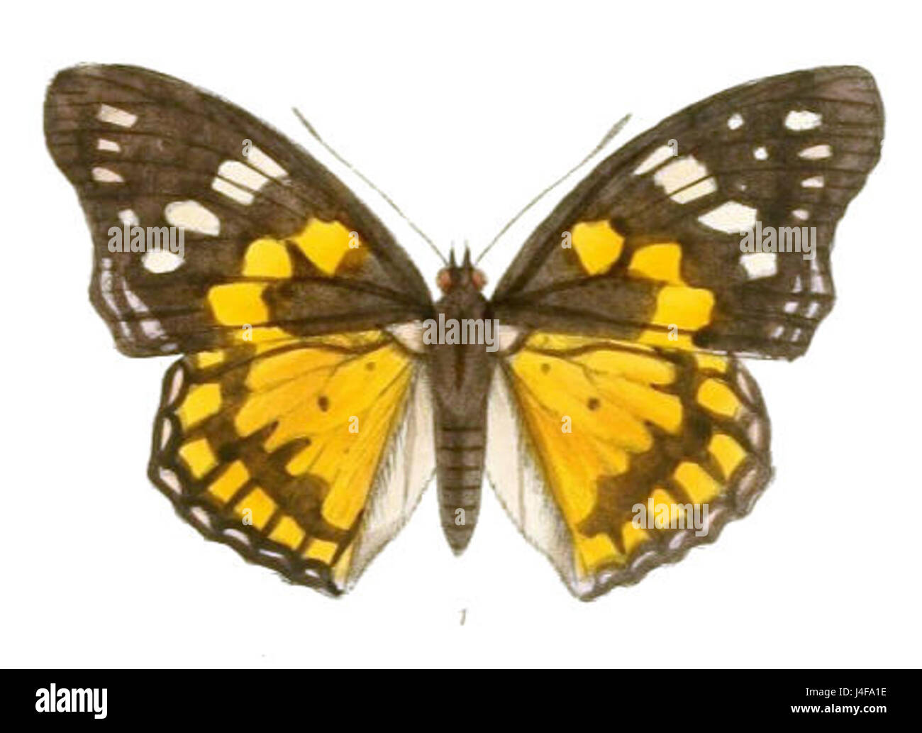 This title seems to refer to a specific work or figure named Sephisa ...