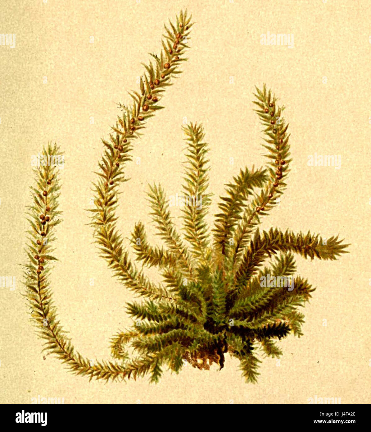 Selaginella selaginoides Atlas Alpenflora Stock Photo - Alamy