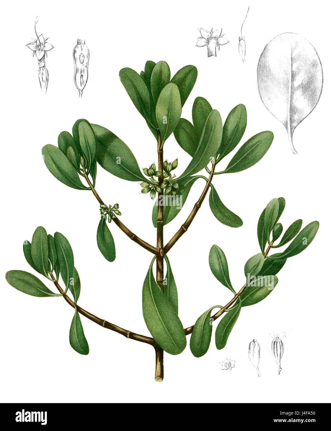 Scyphiphora hi-res stock photography and images - Alamy