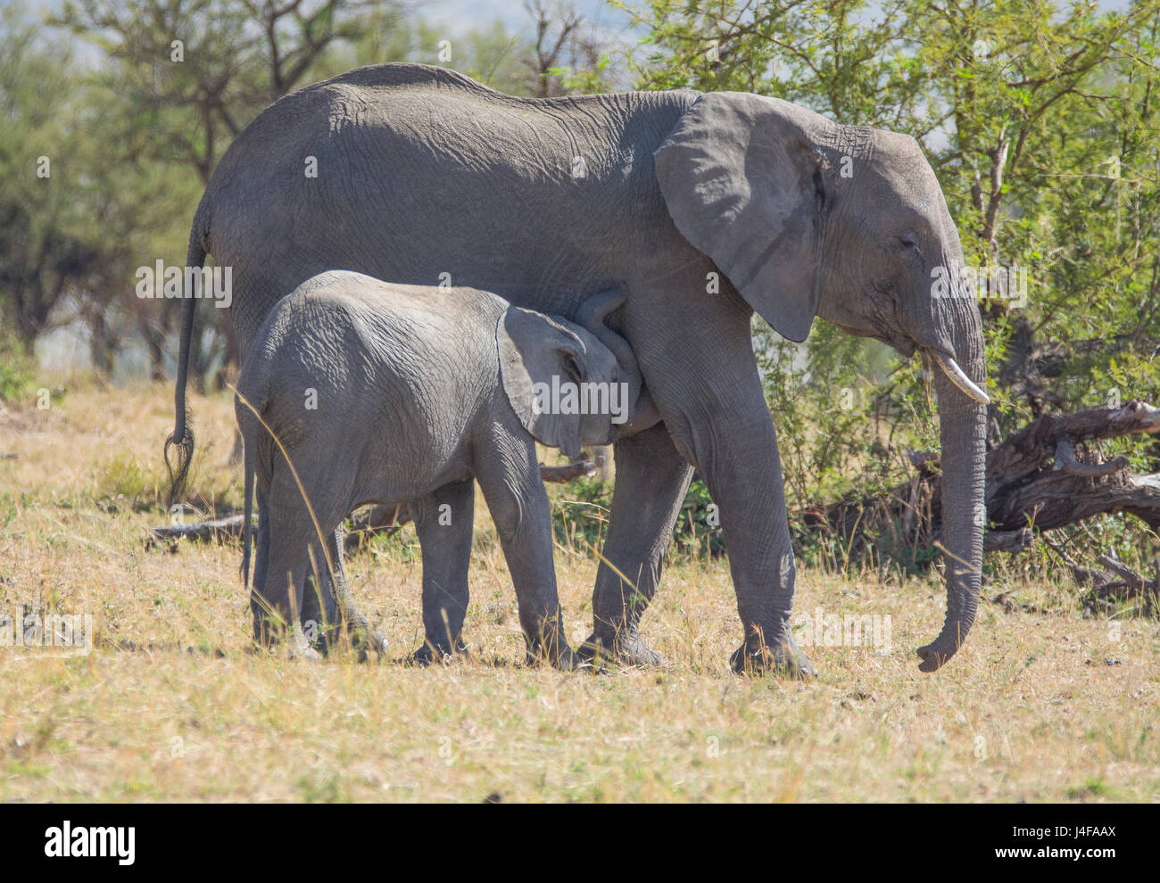 Ndutu elephants hi-res stock photography and images - Alamy