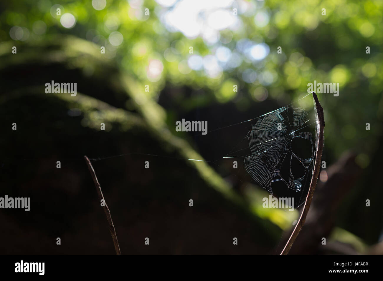 Depth spider hi-res stock photography and images - Alamy