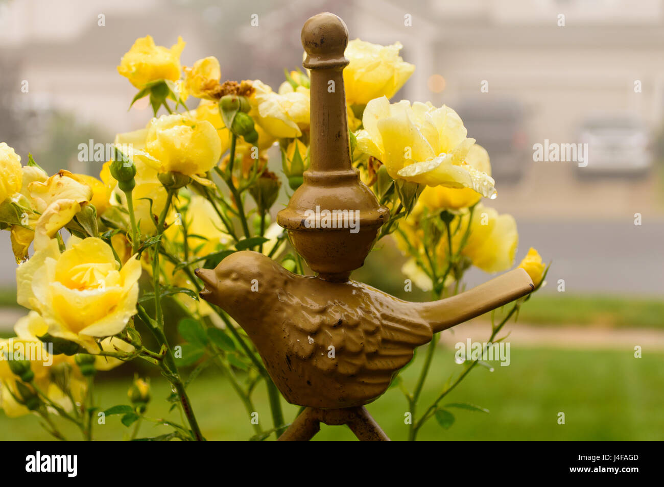 Bird ground yellow flowers hi-res stock photography and images - Alamy