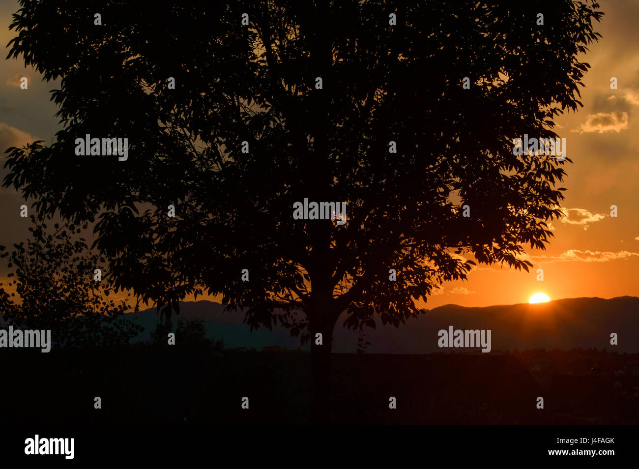 Tree silhouette at sunset Stock Photo - Alamy