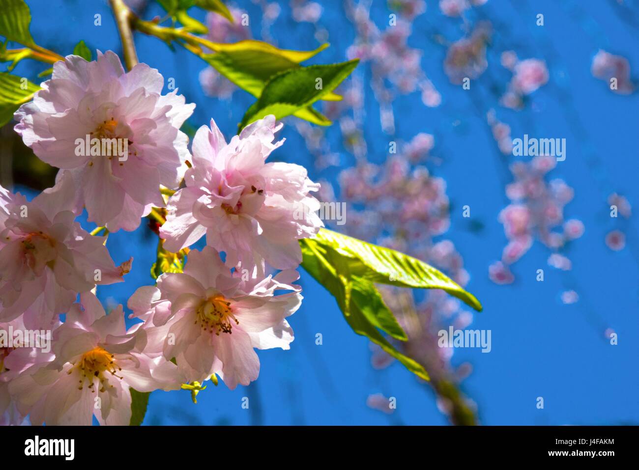Blossoms of a willow tree in the early Michigan Spring Stock Photo - Alamy