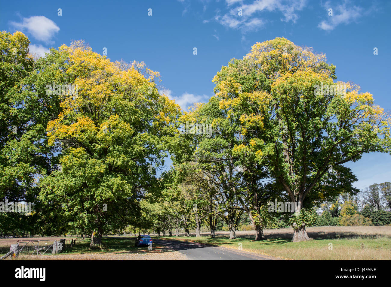 English elm tree hi-res stock photography and images - Alamy