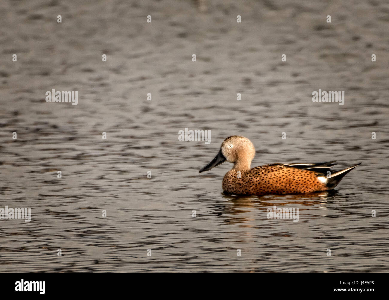 Red shoveler duck swiming in Laguna Nimez, Calafate, Argentina Stock ...