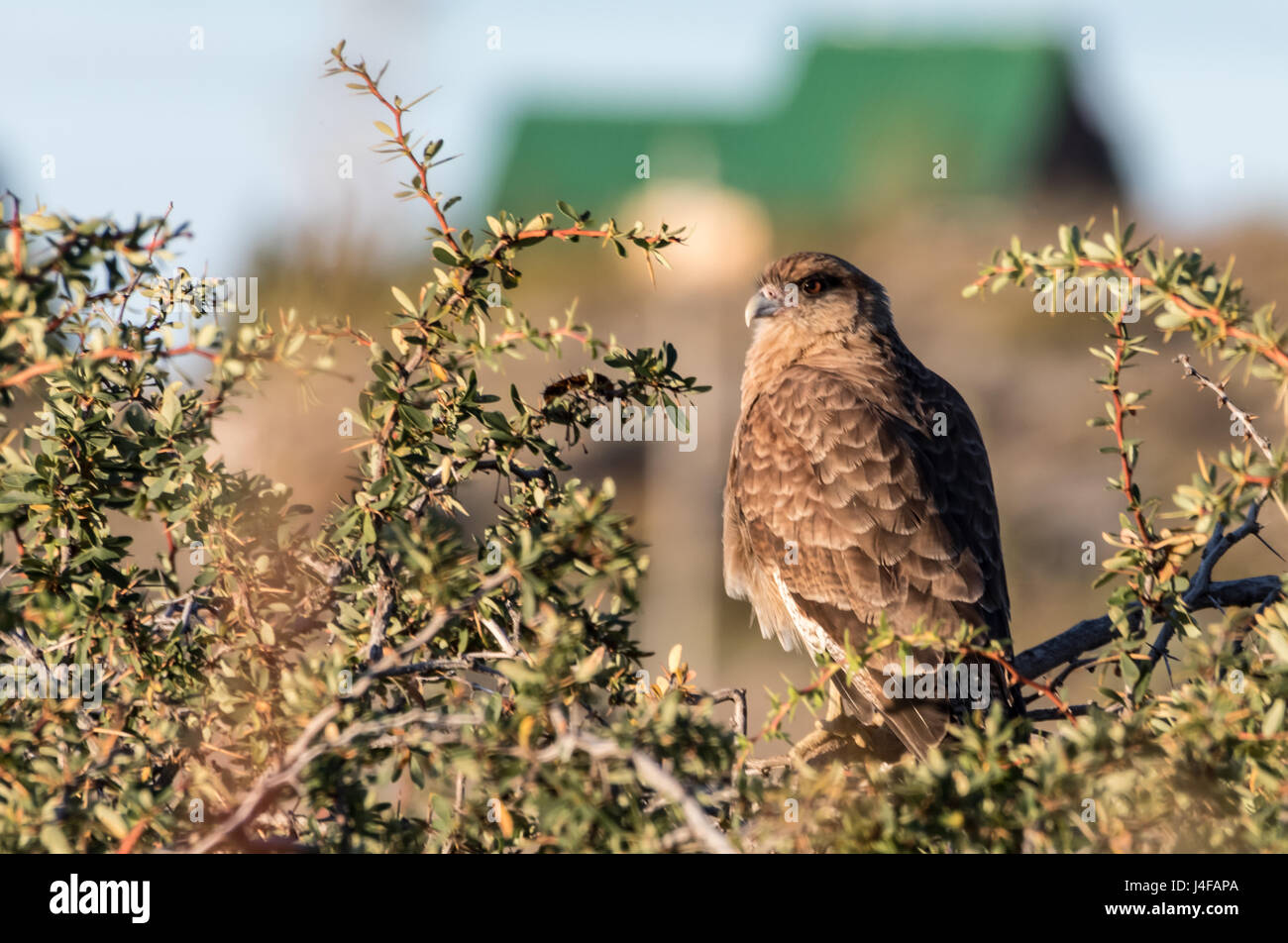 Chimanga Caracara (Milvago chimango), Laguna Nimez Nature Reserve, El ...