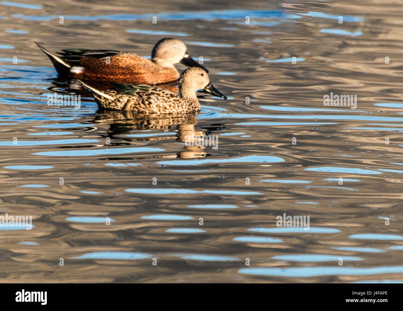 Pair of Red Shoveler ducks swiming in Laguna Nimez, Calafate, Argentina ...
