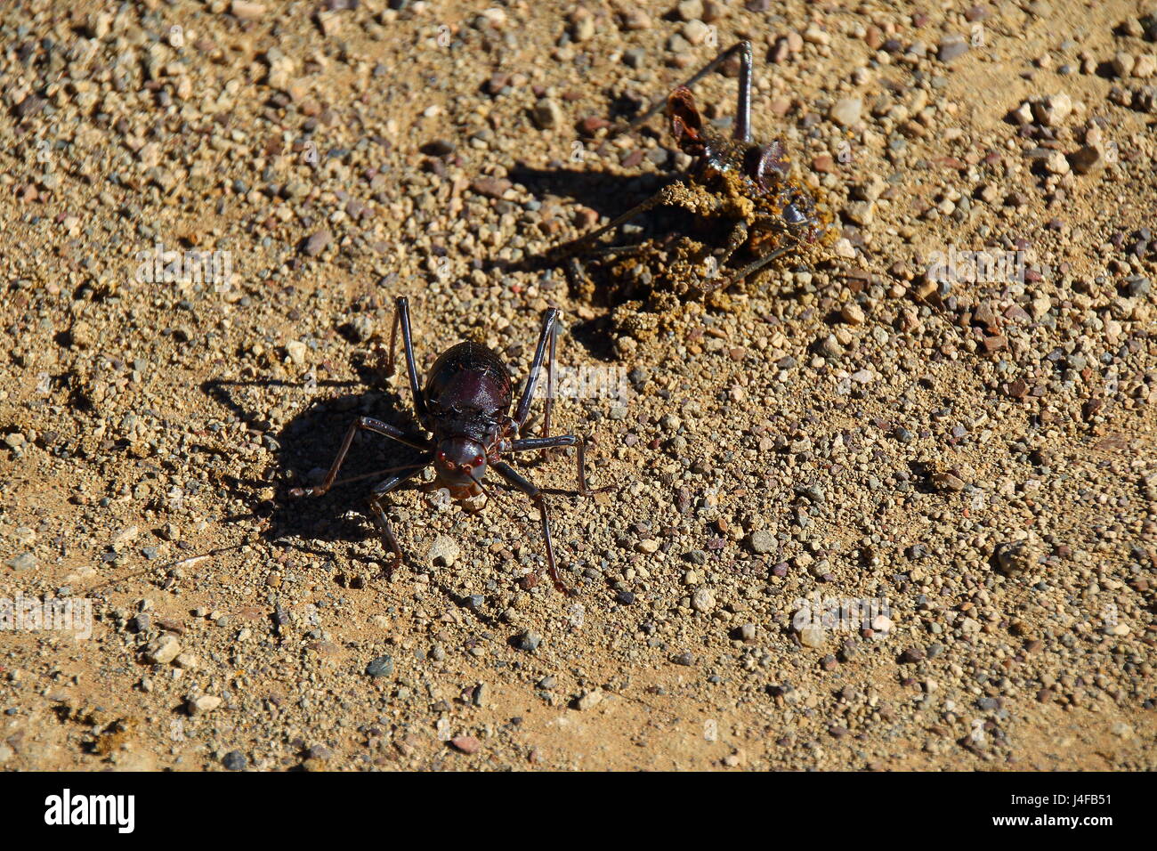 An African Armoured Ground Cricket congregate around a same species ...