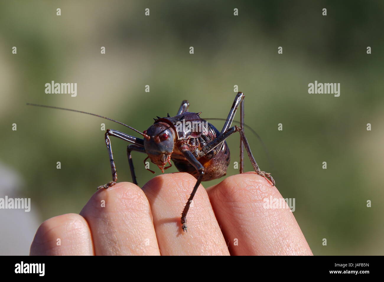 An African Armoured Ground Cricket Stock Photo - Alamy