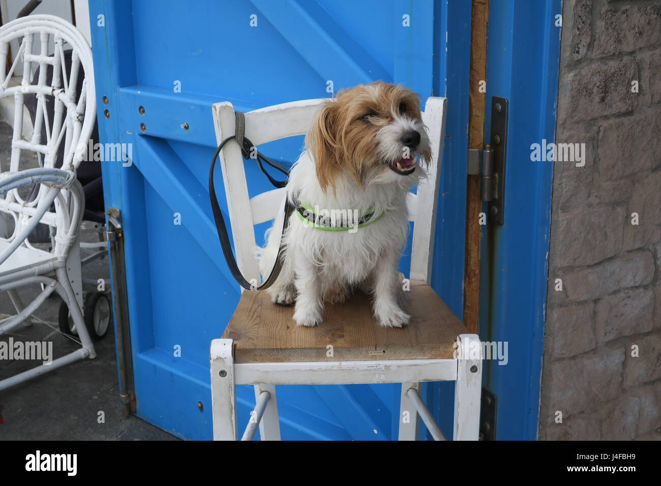 Cute small dog is smiling, sitting on a tall chair Stock Photo - Alamy