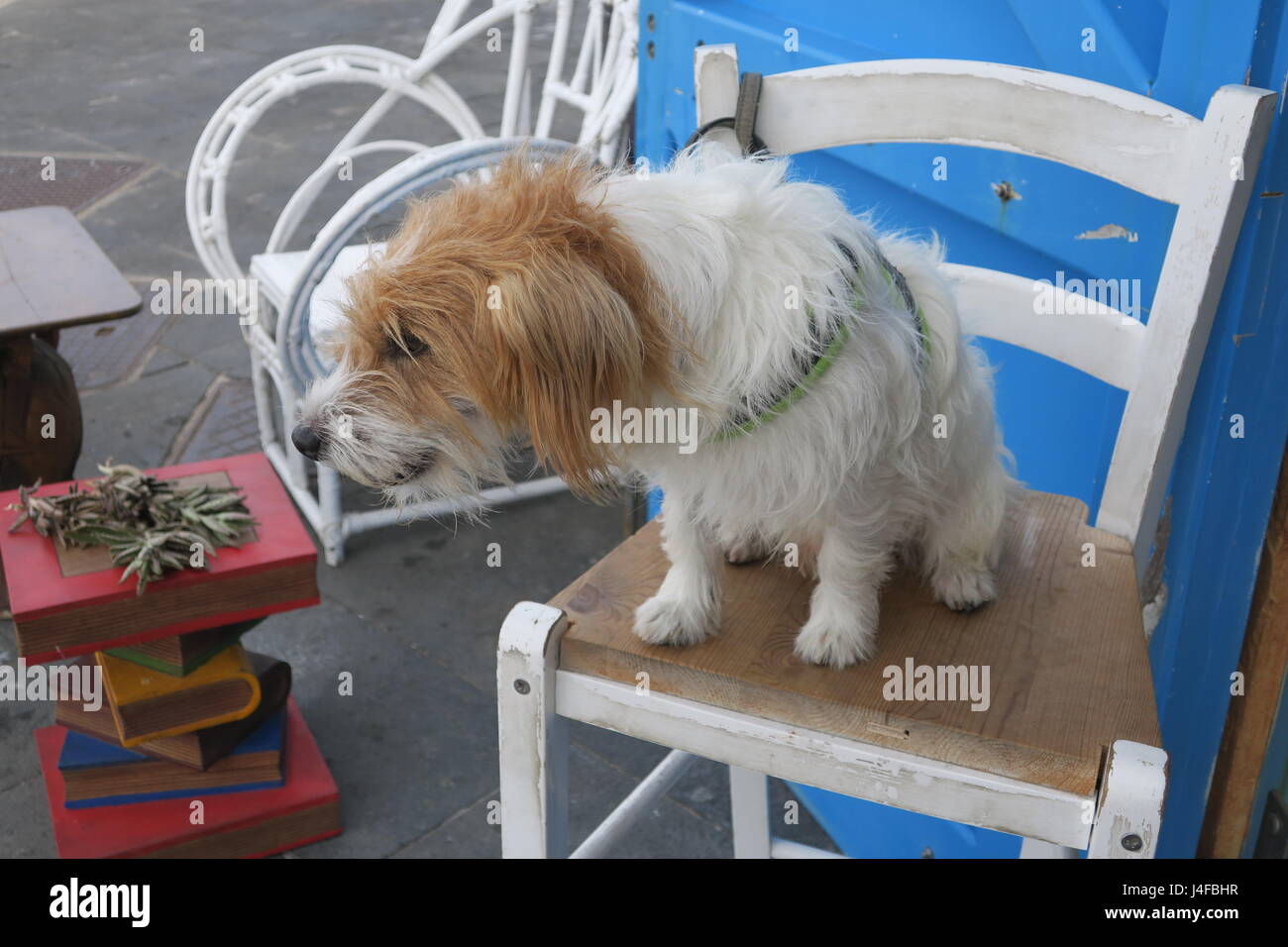 Cute small dog is smiling, sitting on a tall chair Stock Photo - Alamy
