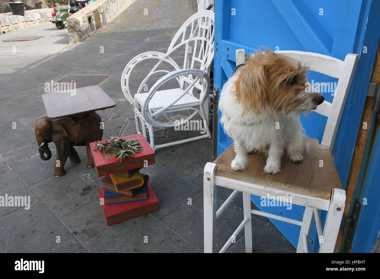 Cute small dog is smiling, sitting on a tall chair Stock Photo - Alamy