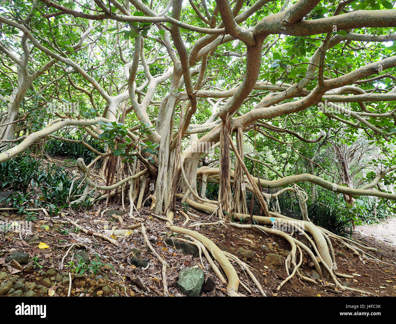 Ficus tree hi-res stock photography and images - Alamy