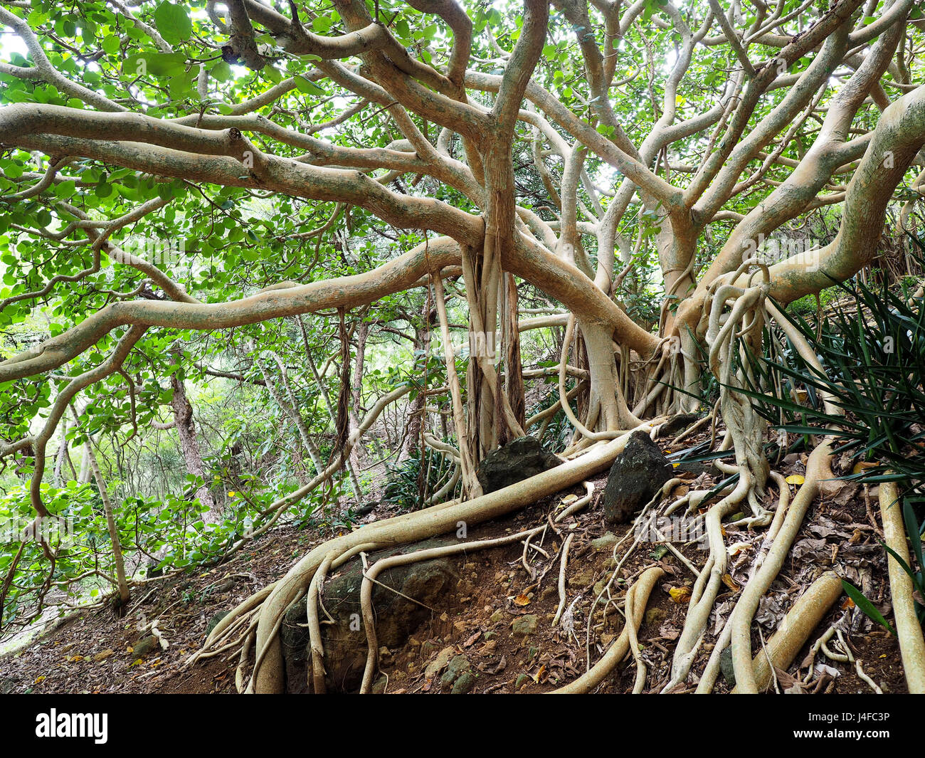 Ficus roots hi-res stock photography and images - Alamy
